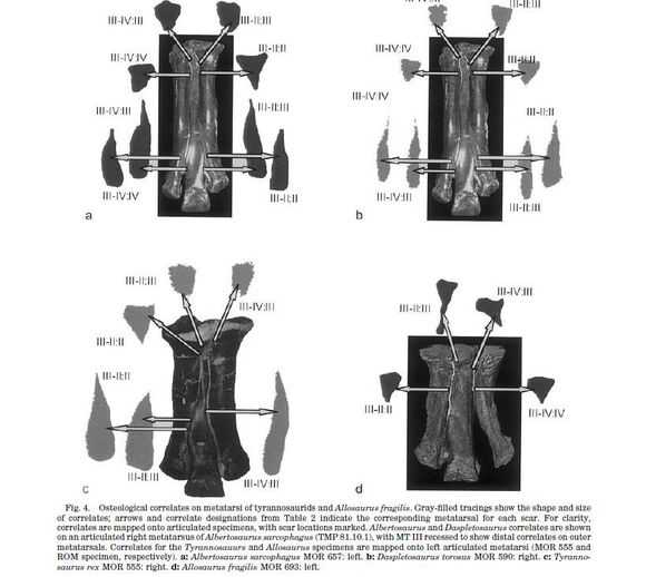 霸王龙真的是最强大的肉食性恐龙吗？ - 知乎