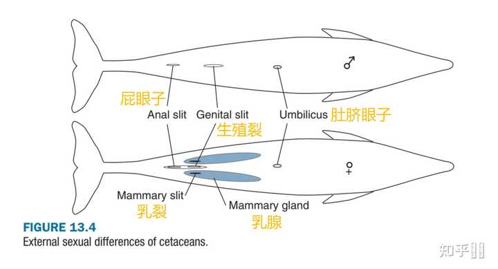 江豚如何分辨是雌性还是雄性？ 知乎
