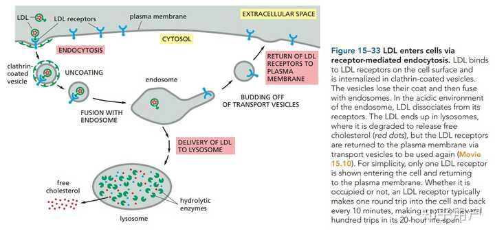 低密度脂蛋白（LDL）进入细胞，需要依靠细胞膜的下列哪种转运方式? - 知乎
