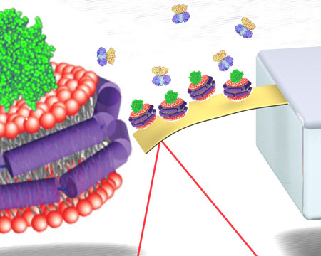 Nanodisc 在 GPCR 抗体研发中的应用 - 知乎