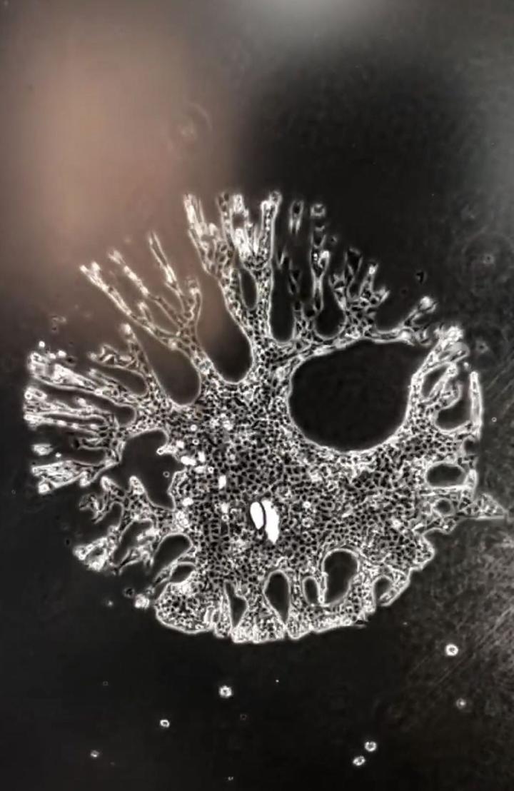 随笔｜细胞玻滋模型与metropolis算法 - 知乎