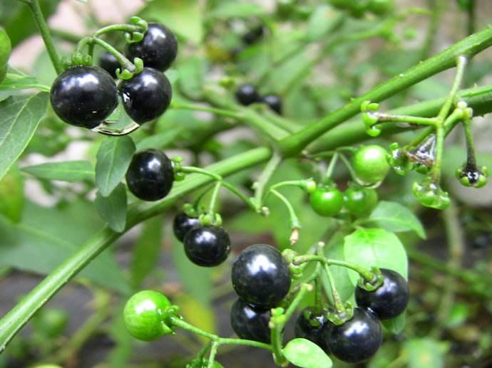 中药植物龙葵简介 - 知乎