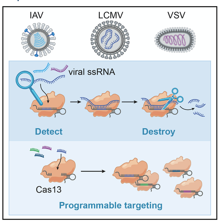 CRISPR-Cas13系统抗病毒应用 - 知乎